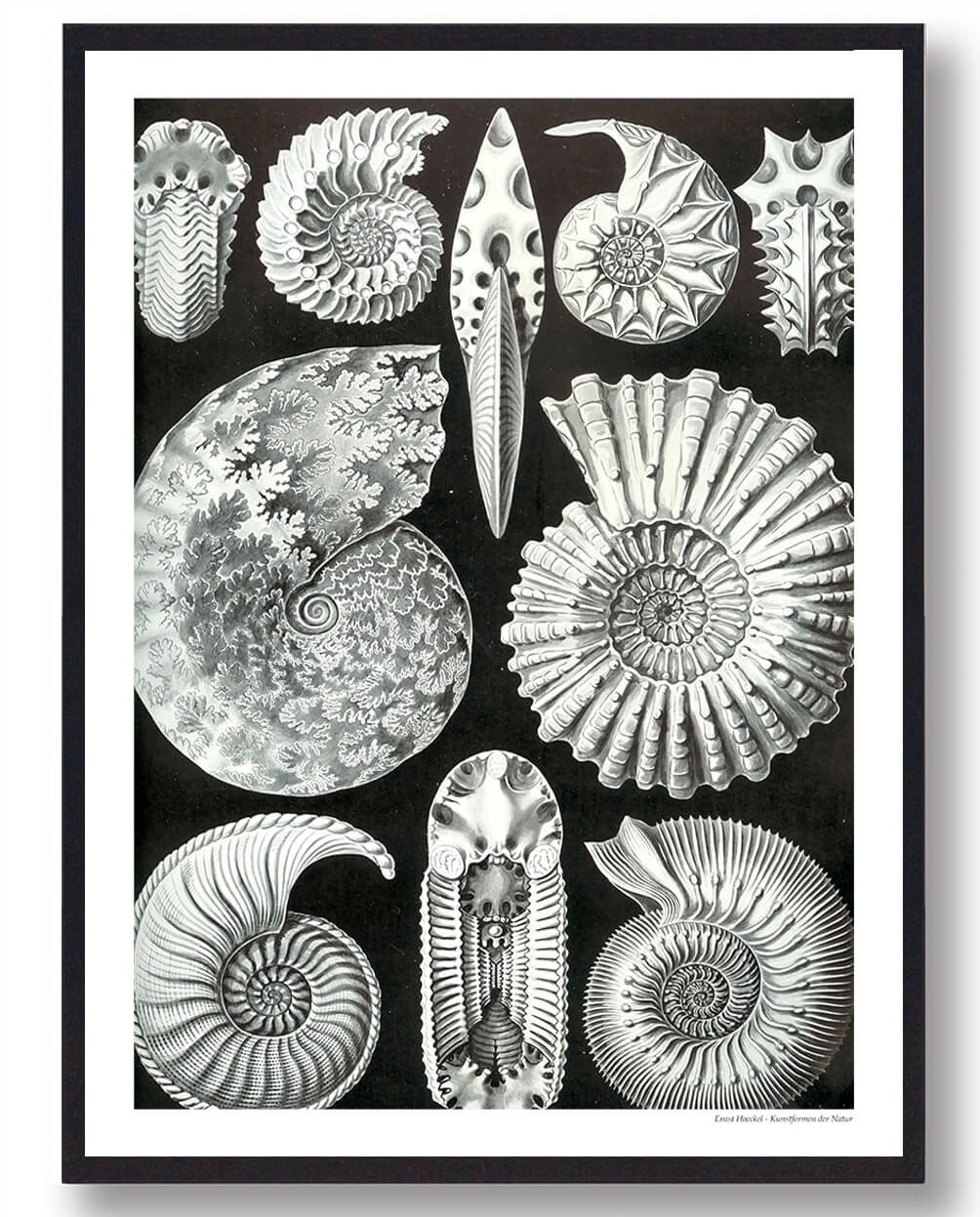 Blæksprutte fossil- plakat | Stort udvalg af plakater | Topscore på ...