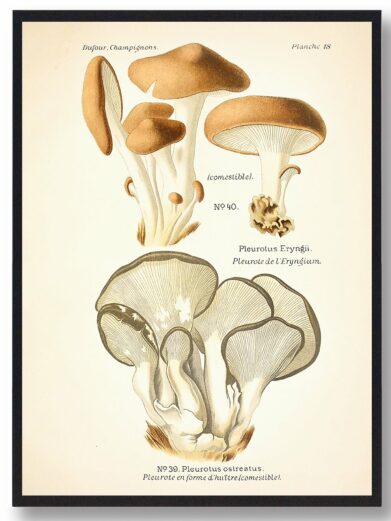 Svampe plakat 🍄 Her finder du skønne plakater med svampe