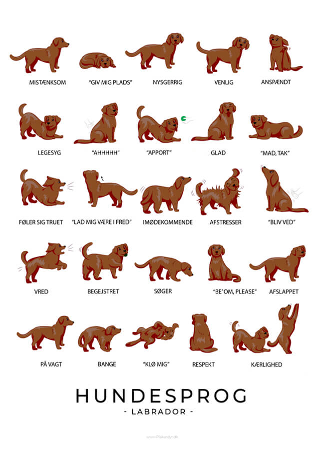 Sort labrador hundesprogsplakat | Plakatdyr.dk 😍